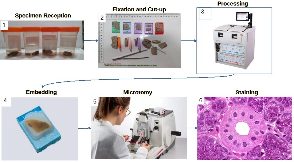 What is Histology? – In the Science!